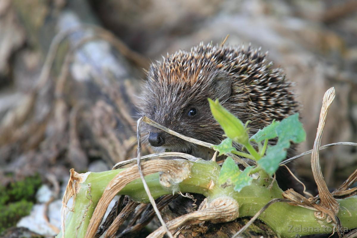 Divlji život u vrtu - Zelena Točka